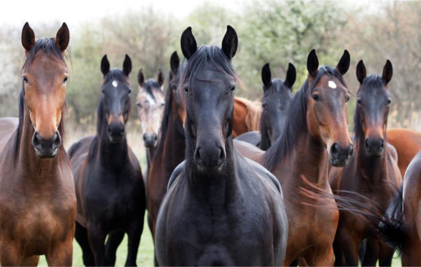 CABALLOS – rootsdesign
